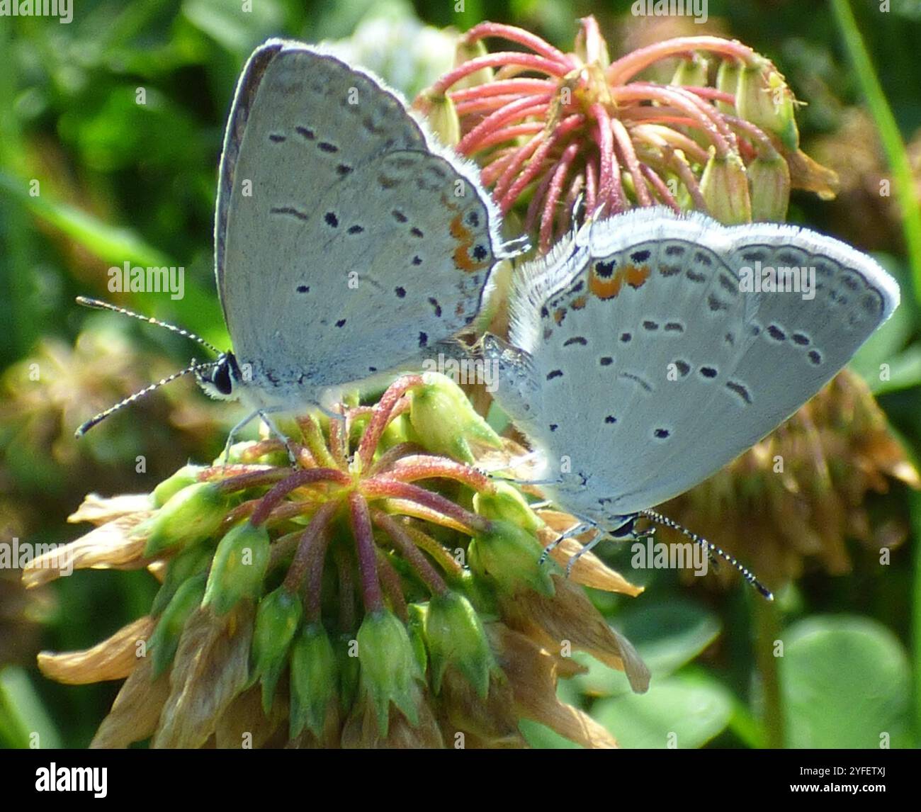 Eastern Tailed-Blue (Cupido comyntas Stock Photo - Alamy