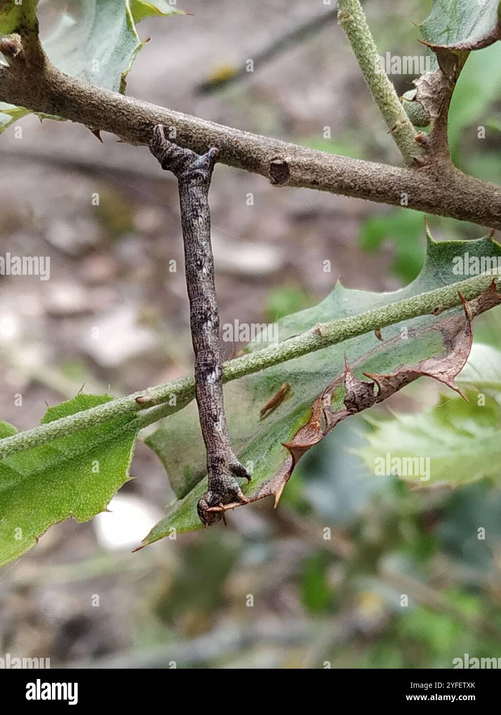 Geometer Moths (Geometridae Stock Photo - Alamy