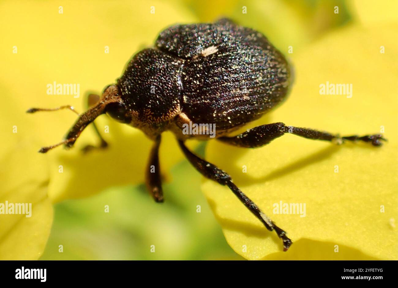 Iris weevil (Mononychus punctumalbum Stock Photo - Alamy