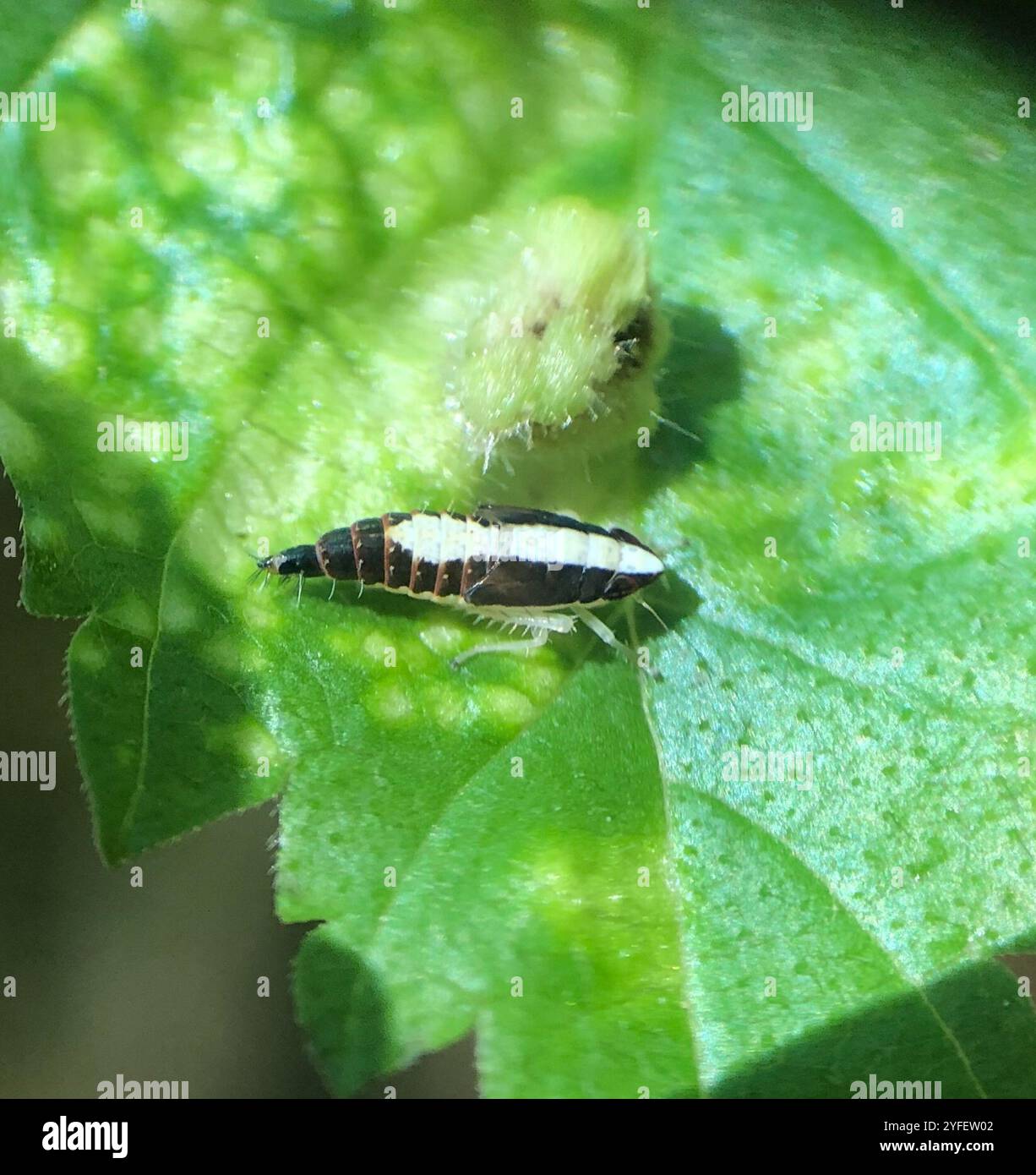Typical Leafhoppers (Cicadellidae Stock Photo - Alamy
