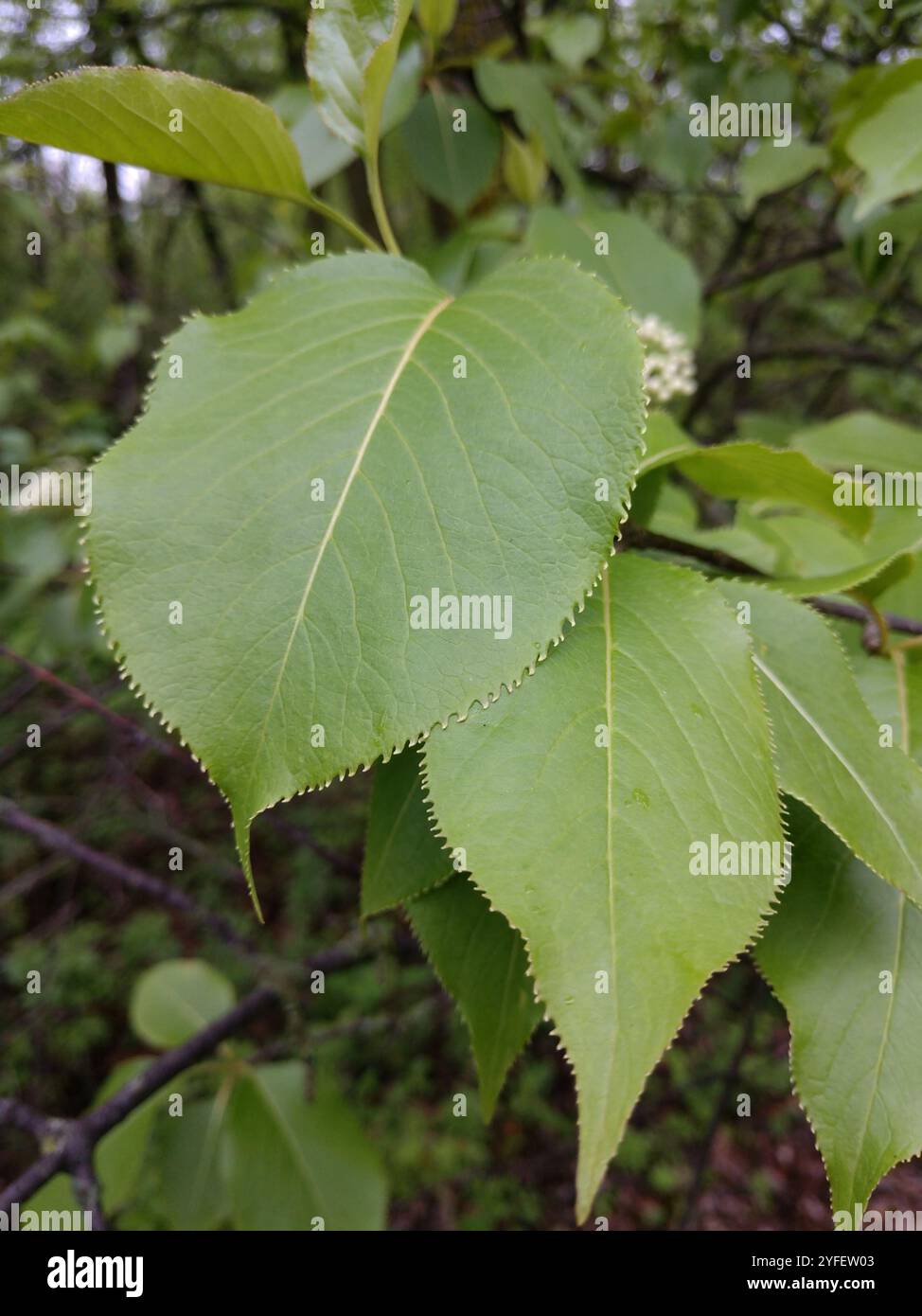 nannyberry (Viburnum lentago Stock Photo - Alamy