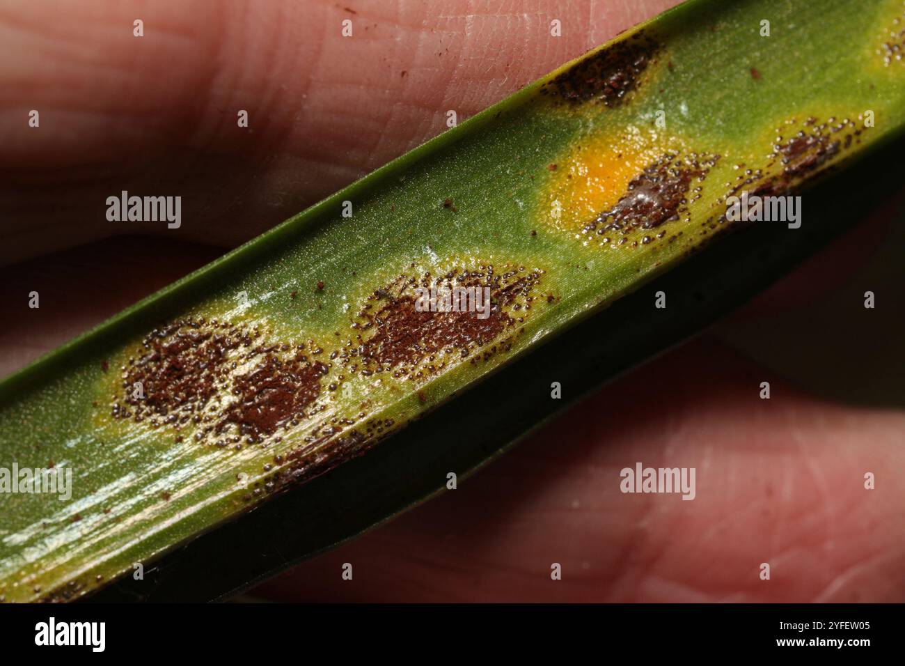 Bluebell rust (Uromyces hyacinthi Stock Photo - Alamy