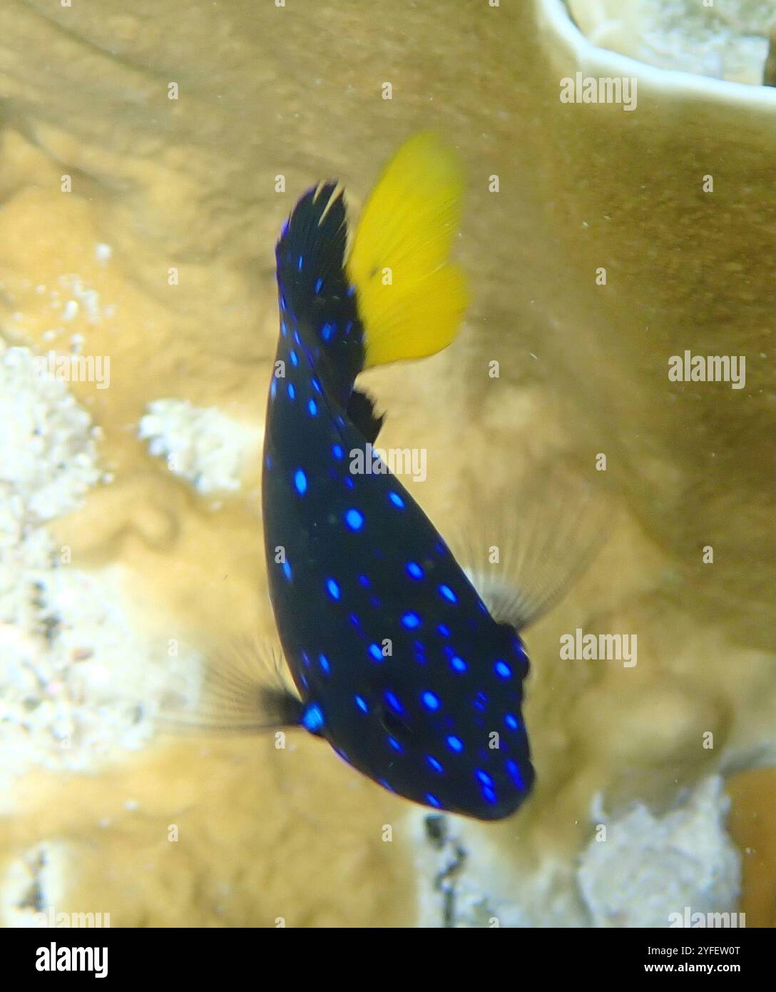 Yellowtail Damselfish (Microspathodon chrysurus Stock Photo - Alamy