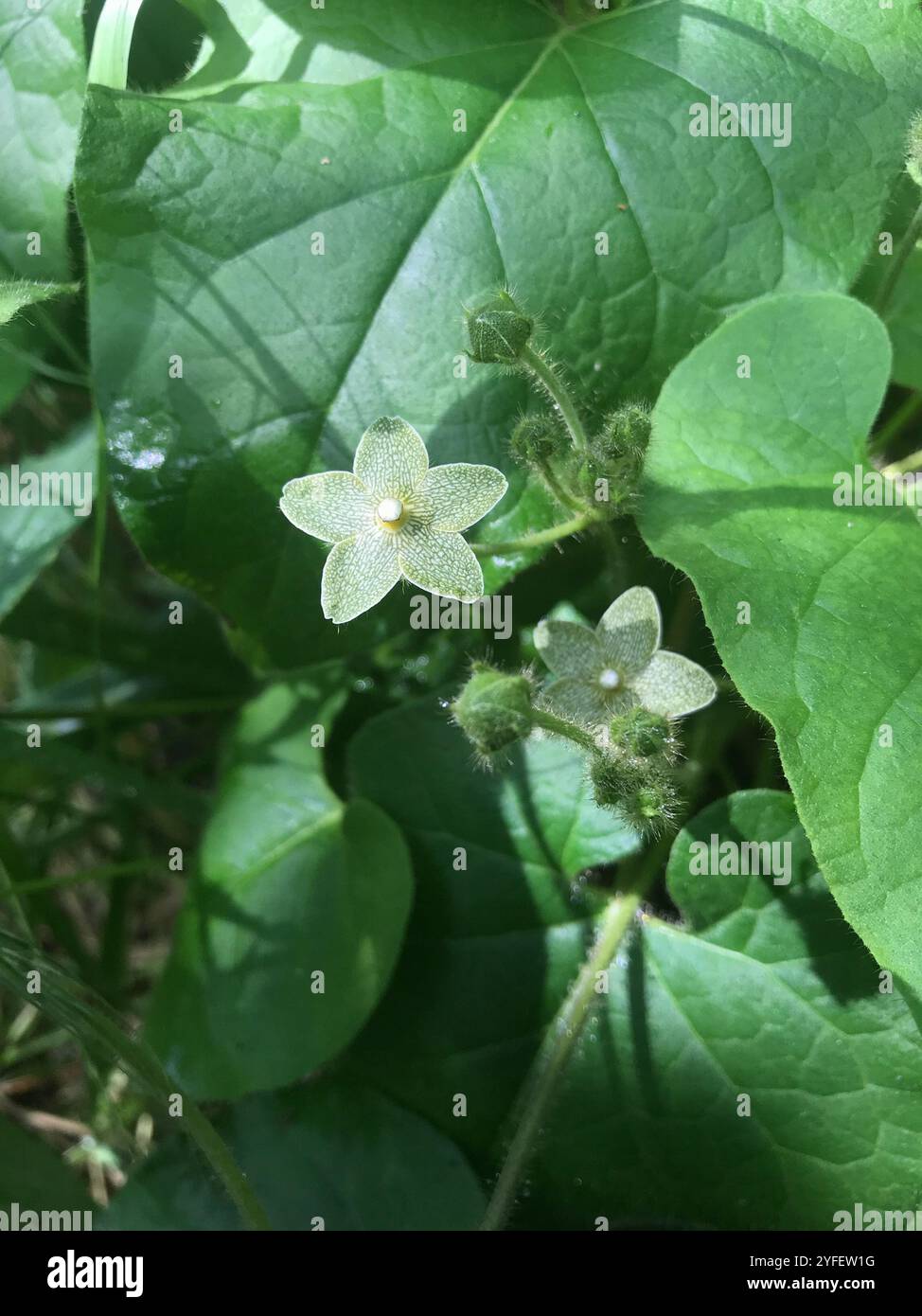 Pearl Milkweed (Matelea reticulata Stock Photo - Alamy
