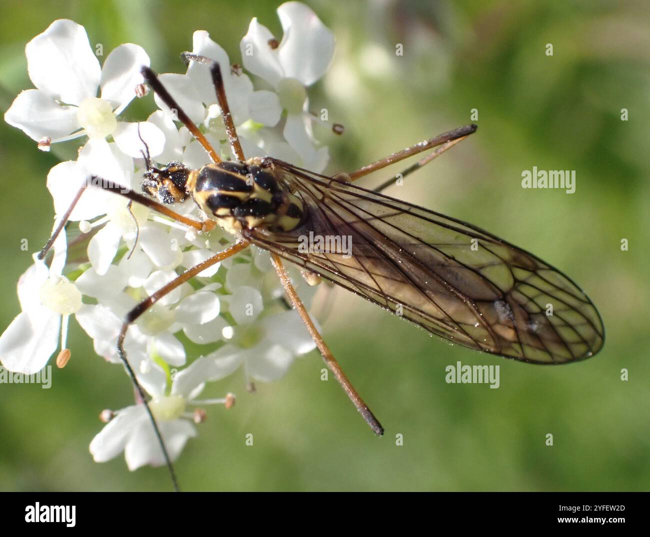 Spotted Cranefly (Nephrotoma appendiculata Stock Photo - Alamy