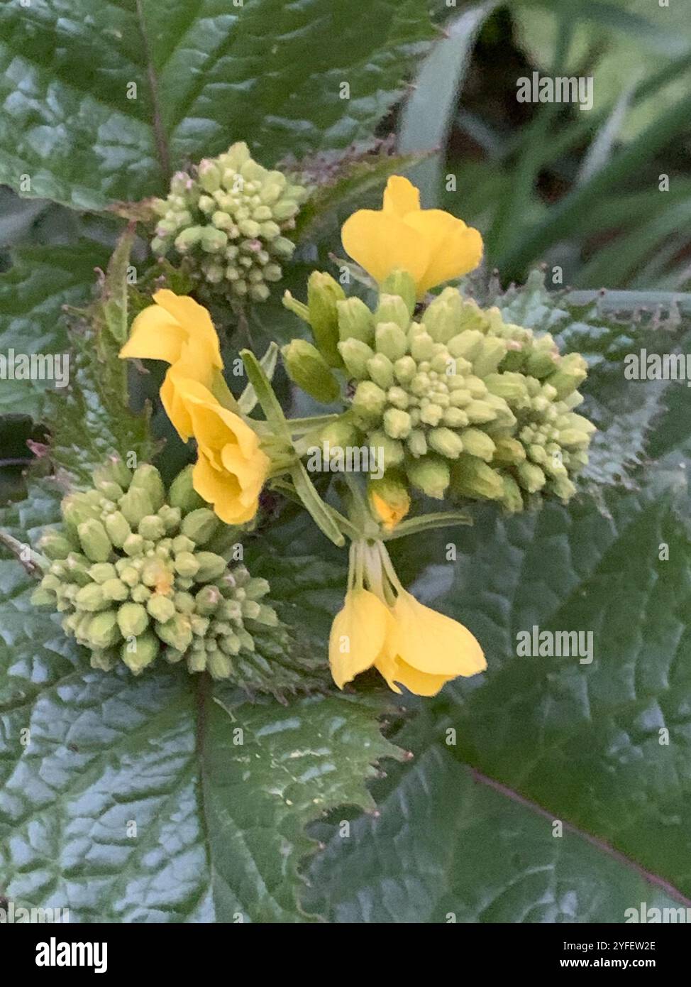 charlock (Mutarda arvensis Stock Photo - Alamy