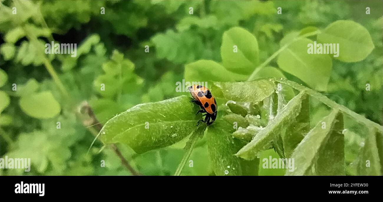 Notated Lady Beetle (Ceratomegilla notata Stock Photo - Alamy