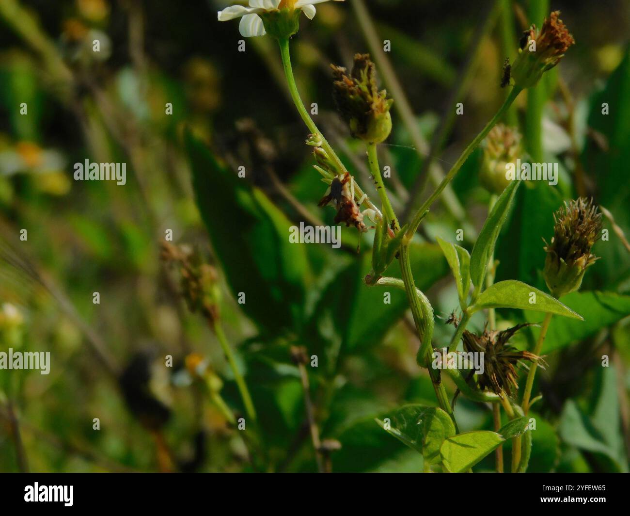 White beggarticks (Bidens alba Stock Photo - Alamy
