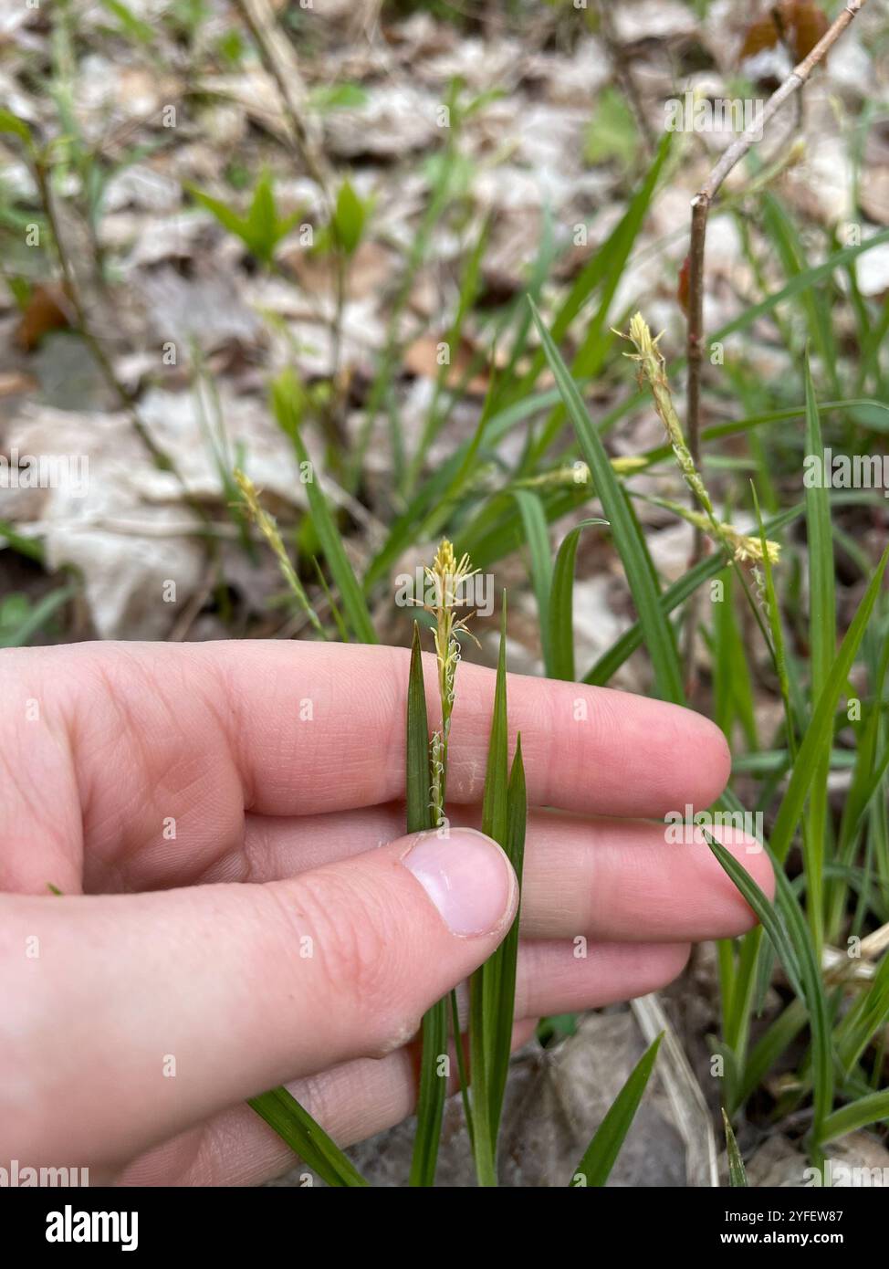hairy sedge (Carex hirtifolia Stock Photo - Alamy