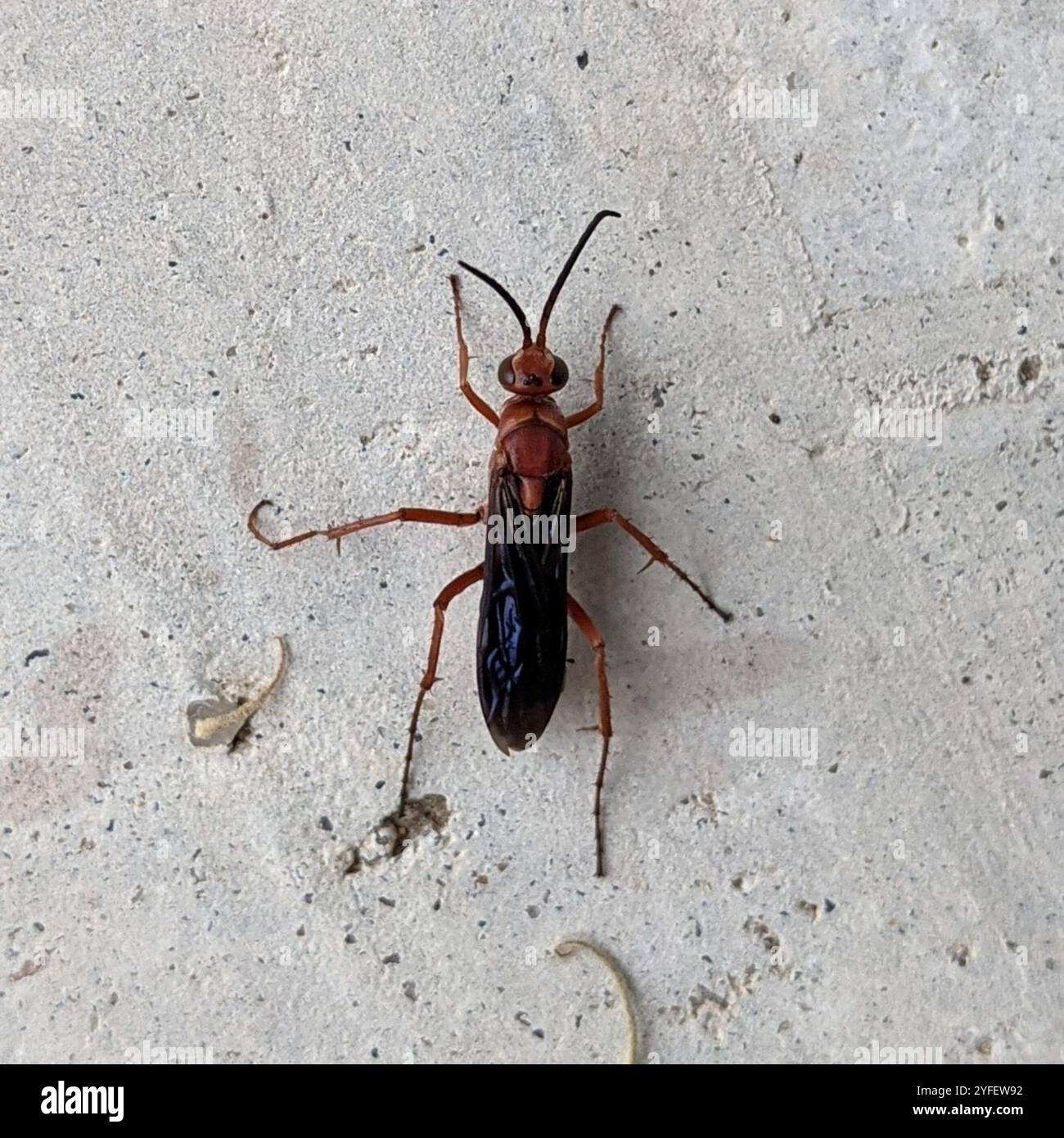 Rusty Spider Wasp (Tachypompilus ferrugineus Stock Photo - Alamy