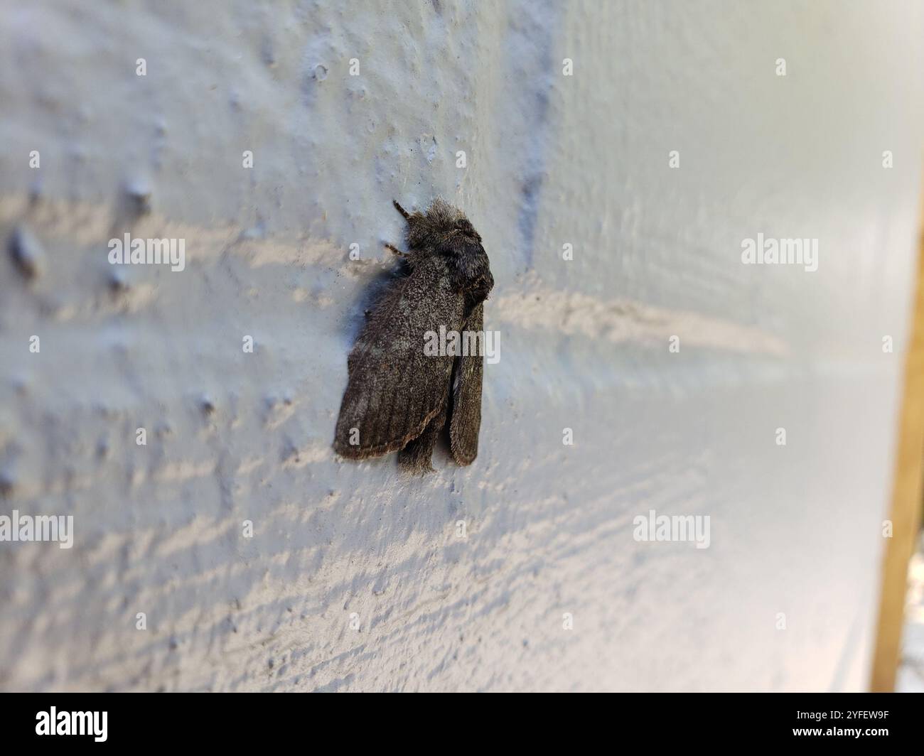 Saddled Prominent (Cecrita guttivitta Stock Photo - Alamy