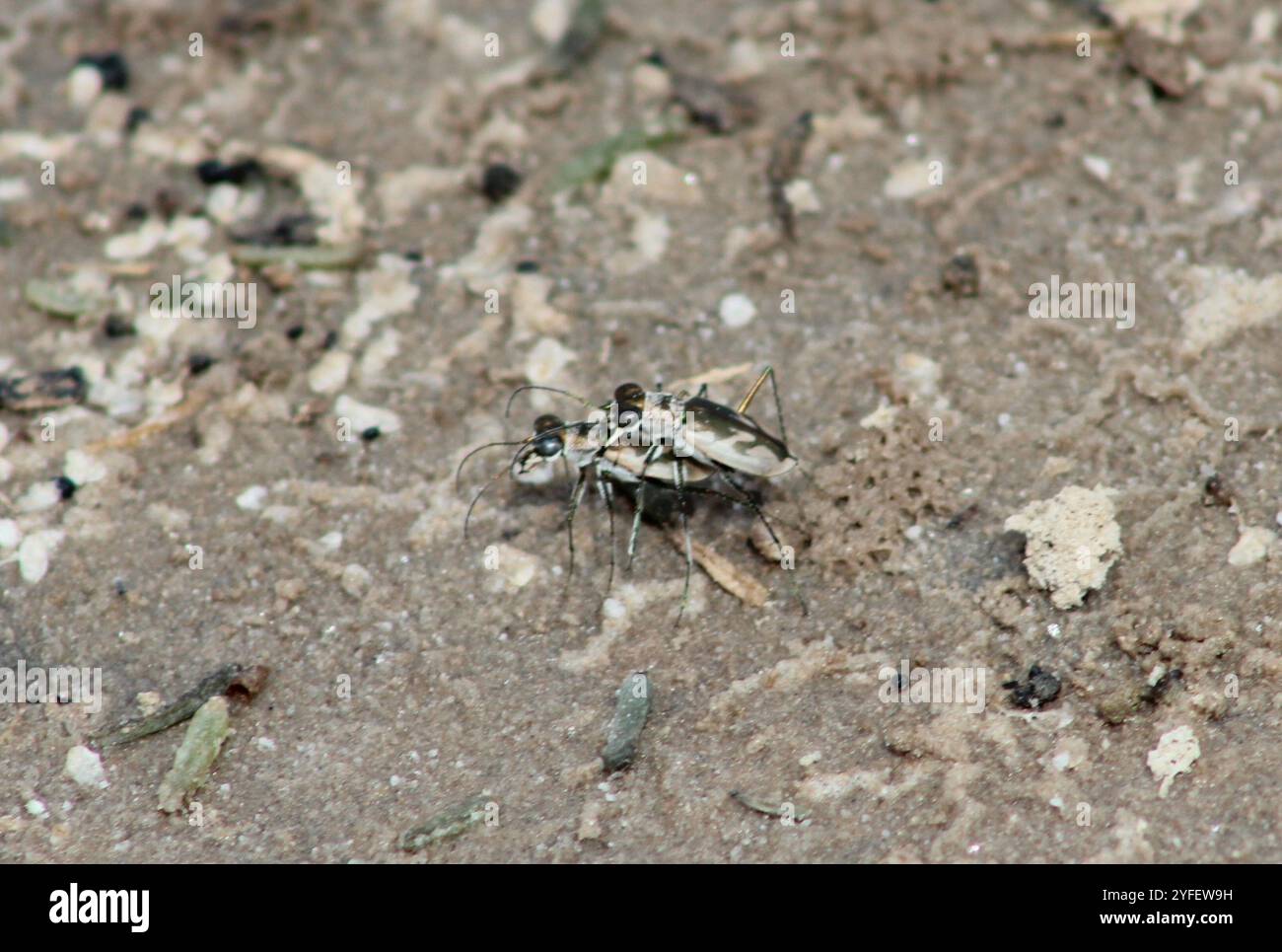 Gulfshore Tiger Beetle (Eunota pamphila Stock Photo - Alamy