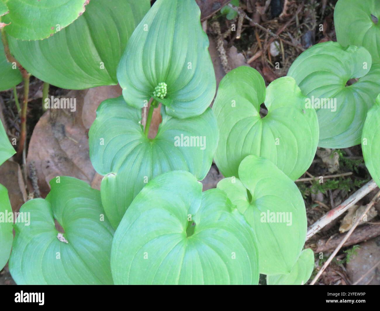 Western Lily of the Valley (Maianthemum dilatatum Stock Photo - Alamy