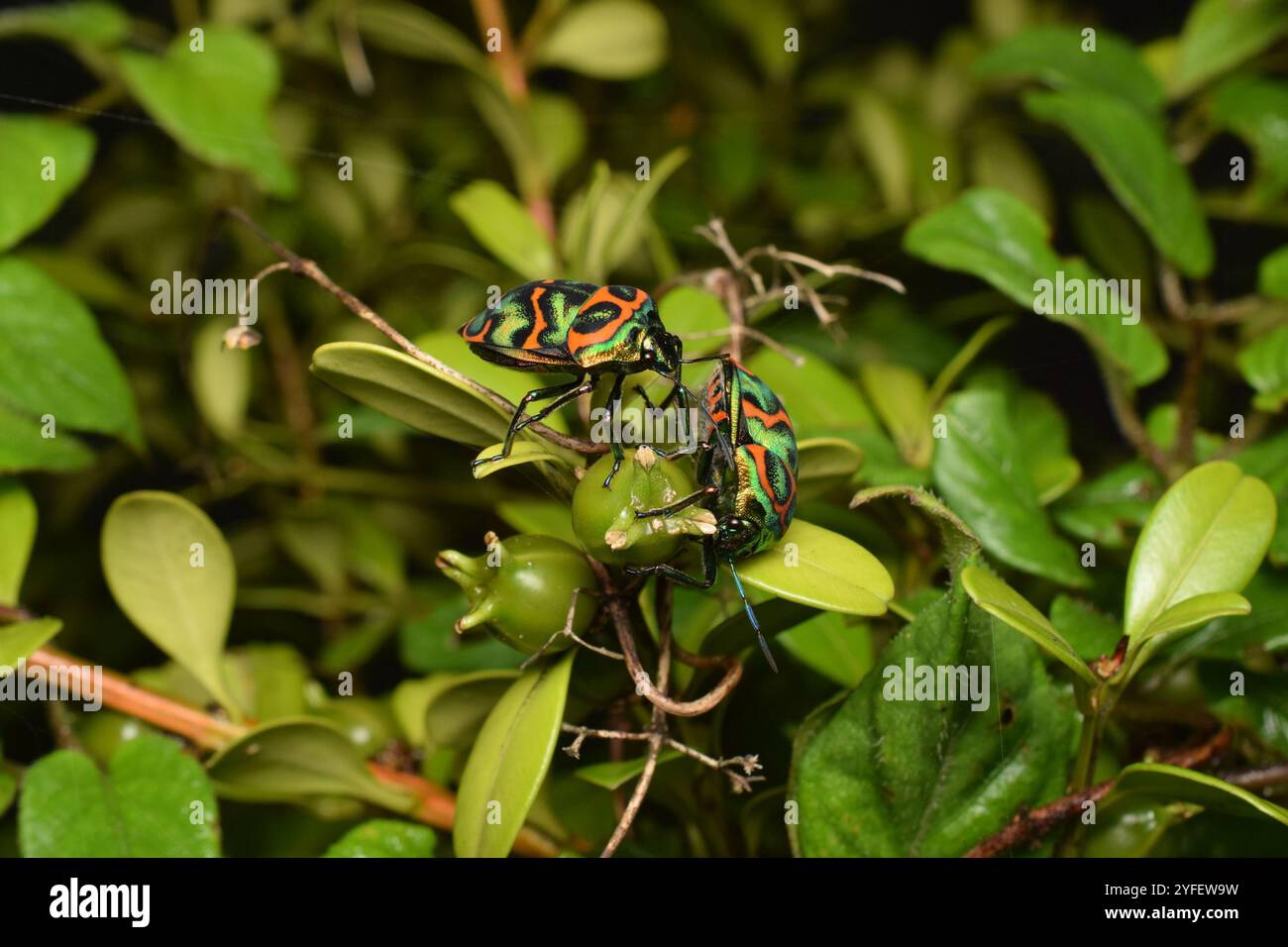 Splendidulus hi-res stock photography and images - Alamy
