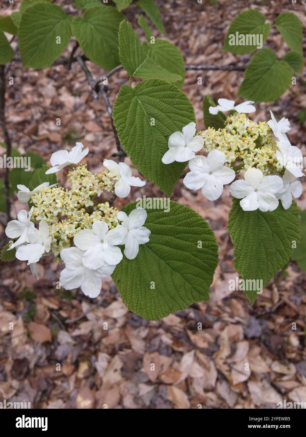 hobblebush (Viburnum lantanoides Stock Photo - Alamy