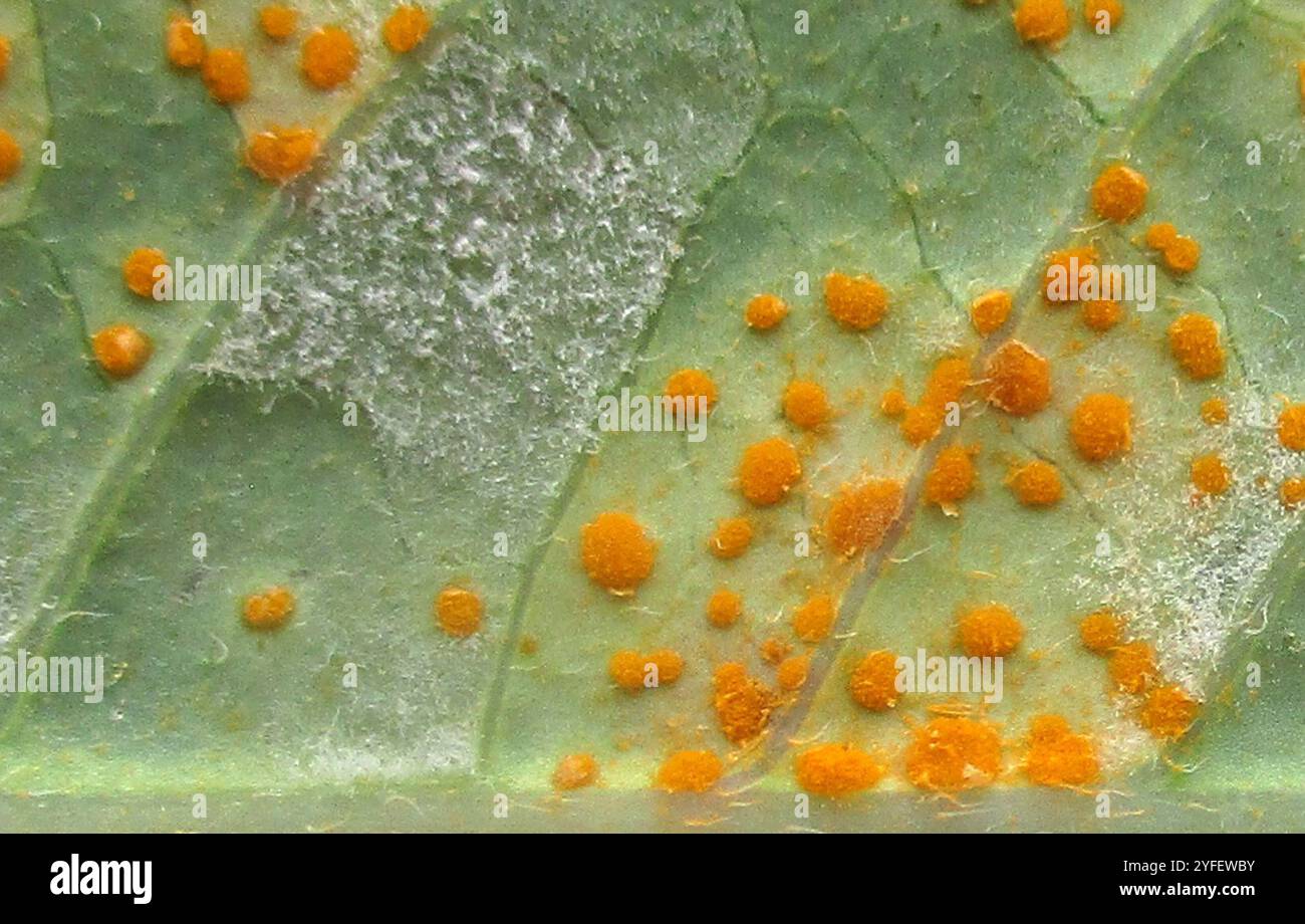 Euphorbia Rust (Melampsora euphorbiae Stock Photo - Alamy