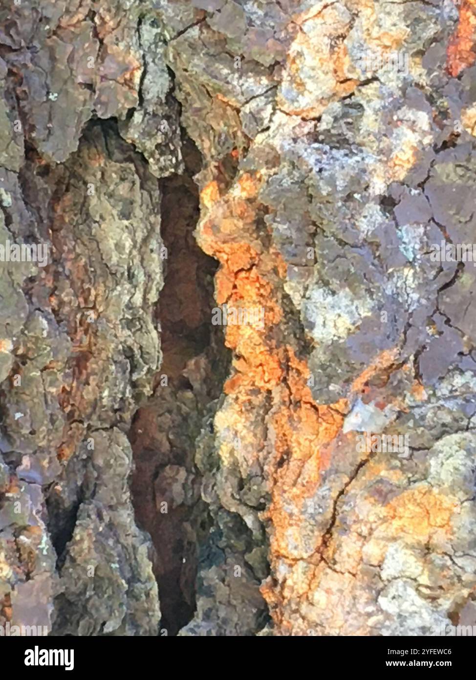 orange hobnail canker (Amphilogia gyrosa Stock Photo - Alamy