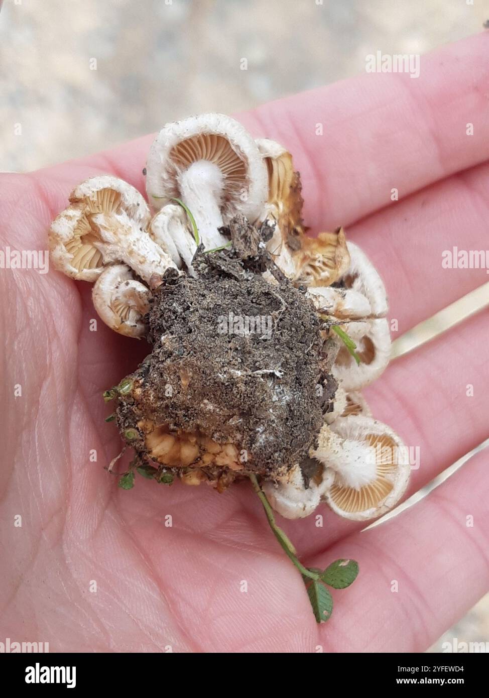 sticky scalycap (Pholiota gummosa Stock Photo - Alamy