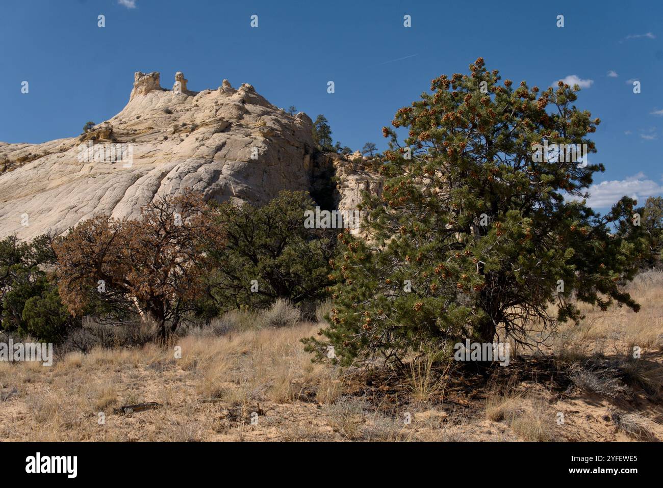 Tree in utah hi-res stock photography and images - Alamy