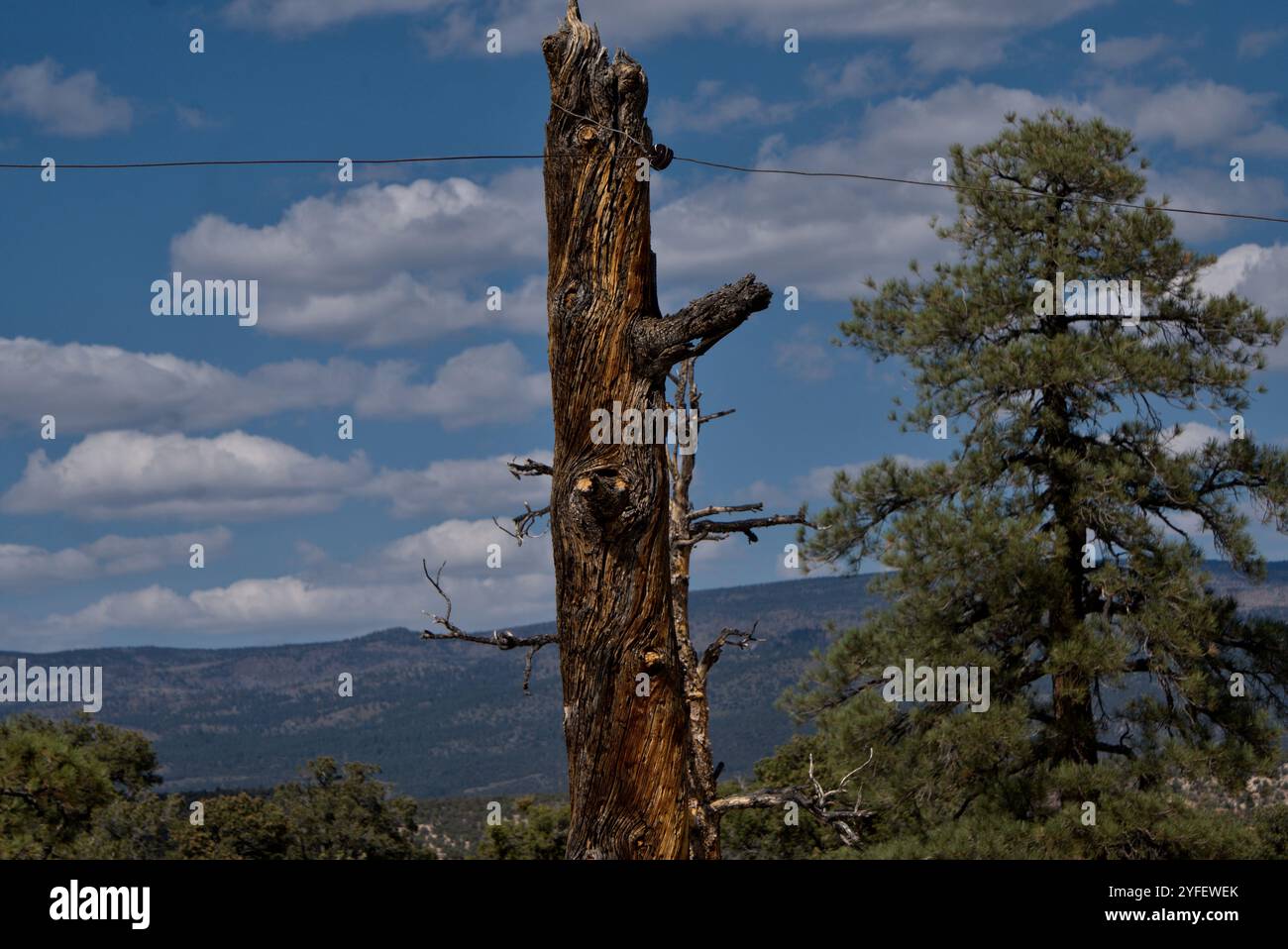 Telegraph line from the early 20th century on the Boulder Mail Trail in ...