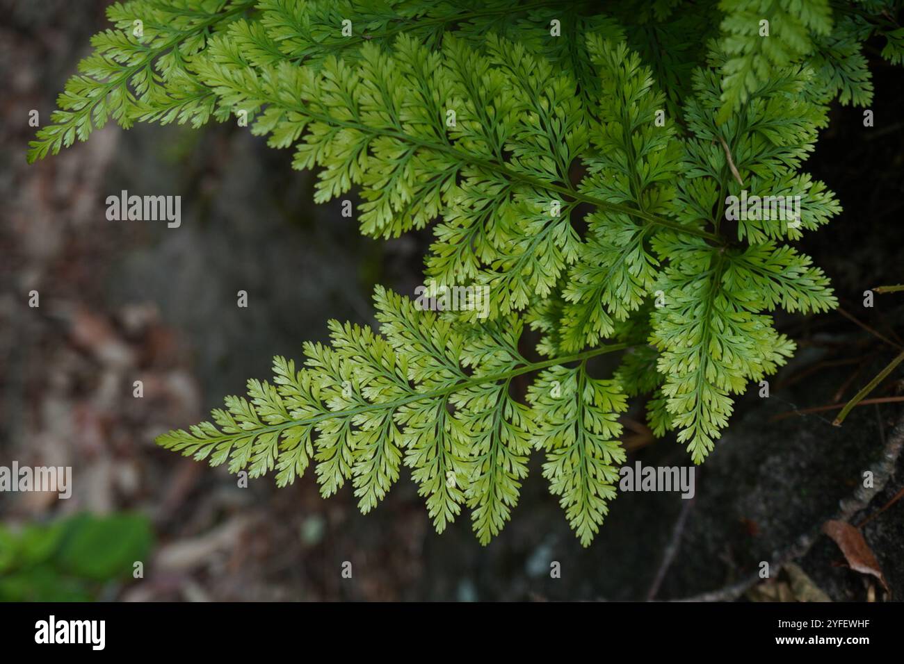 Squirrel's foot fern (Davallia mariesii Stock Photo - Alamy