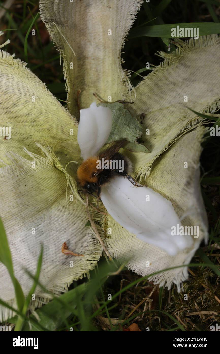 Tree Bumble Bee (Bombus hypnorum Stock Photo - Alamy
