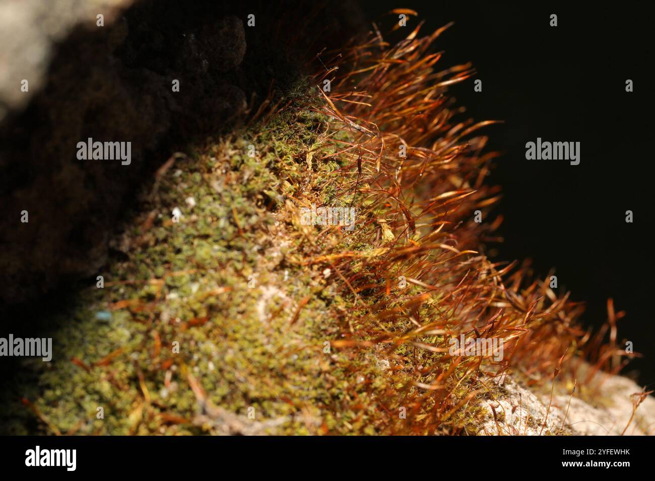 Common wall-screw moss (Tortula muralis muralis Stock Photo - Alamy