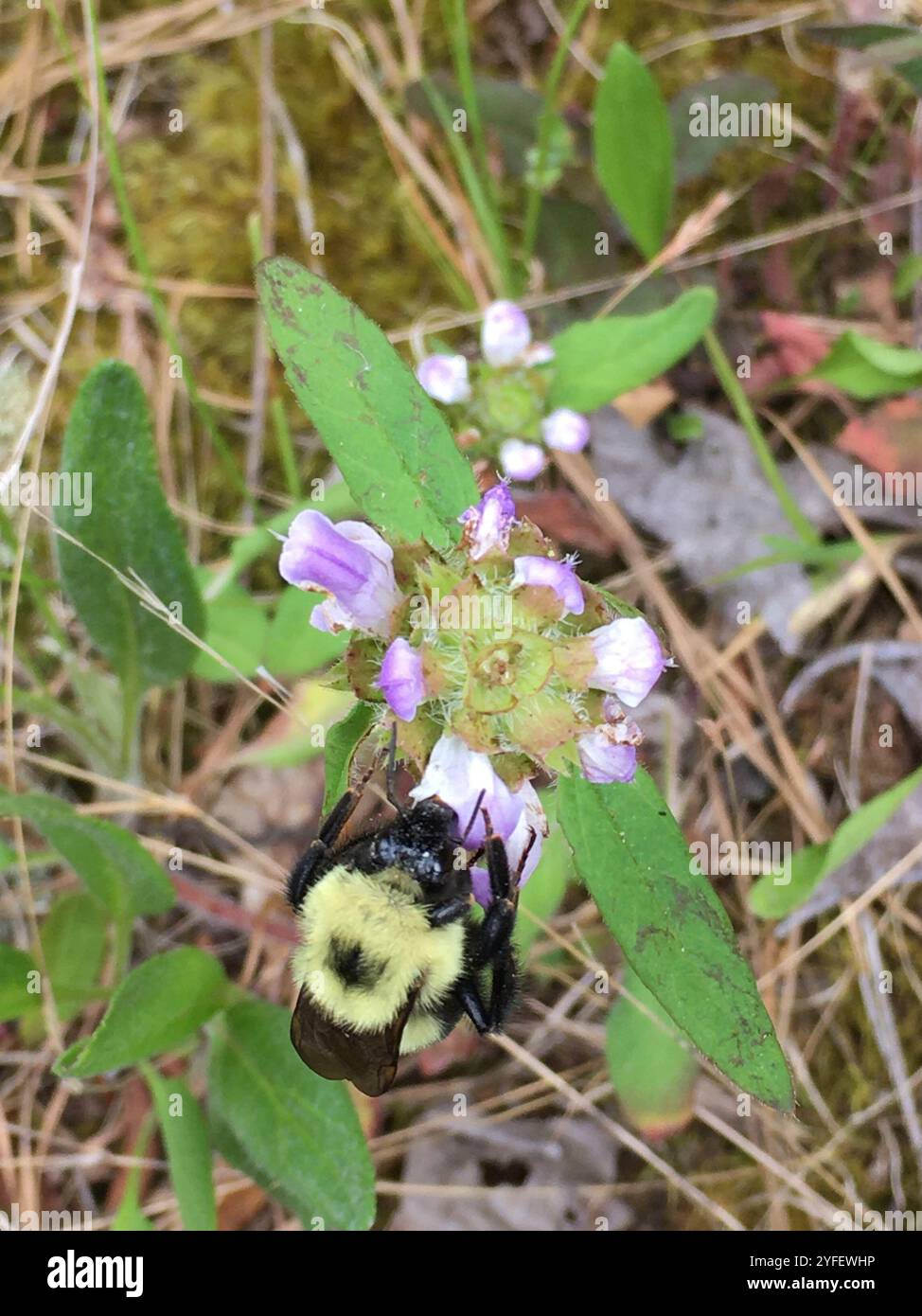 Two-spotted Bumble Bee (Bombus bimaculatus Stock Photo - Alamy