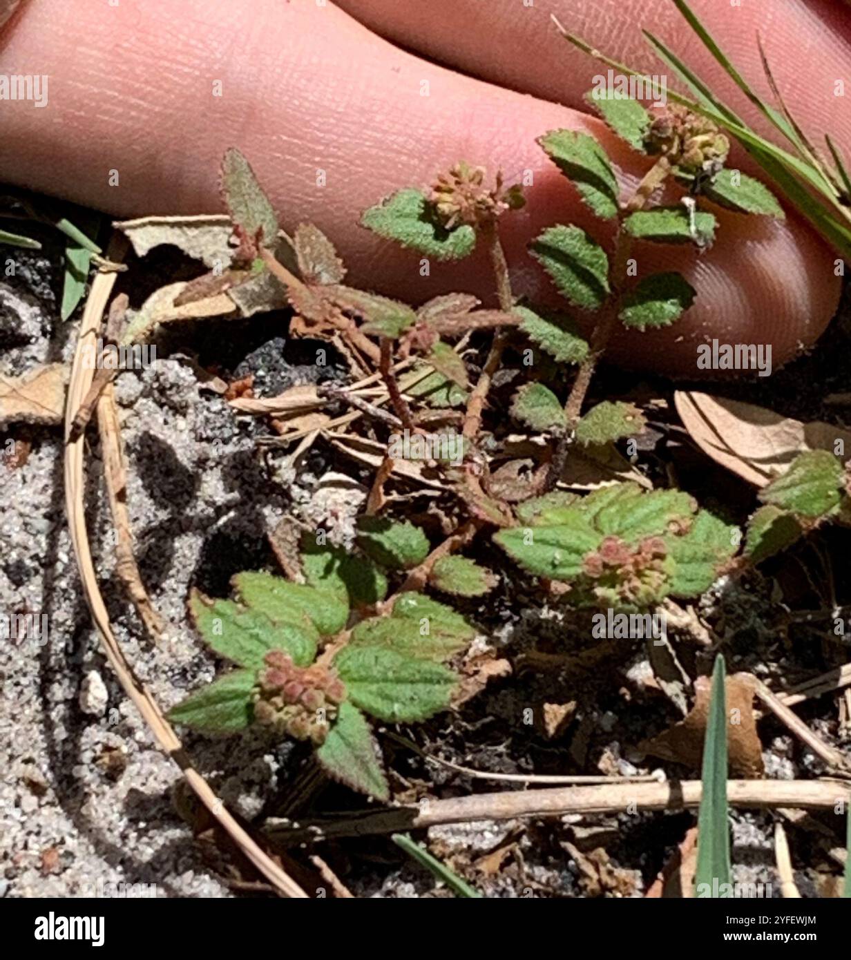 Florida Hammock Sandmat (Euphorbia ophthalmica Stock Photo - Alamy