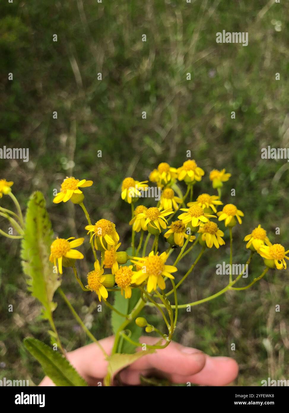 Small's ragwort (Packera anonyma Stock Photo - Alamy