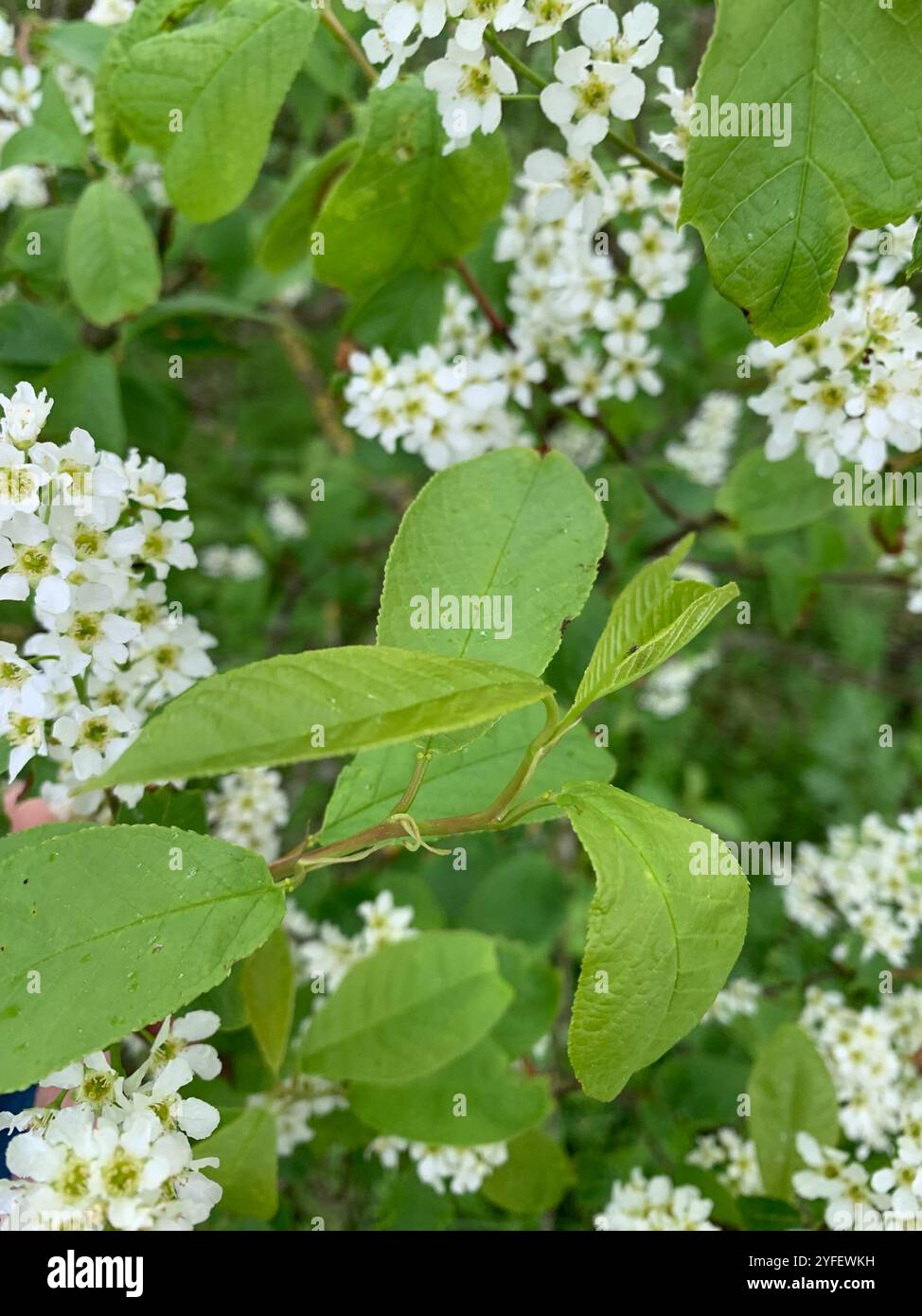 bird cherry (Prunus padus Stock Photo - Alamy