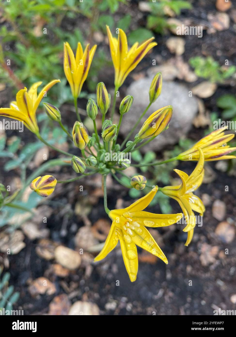 golden brodiaea (Triteleia ixioides ixioides Stock Photo - Alamy