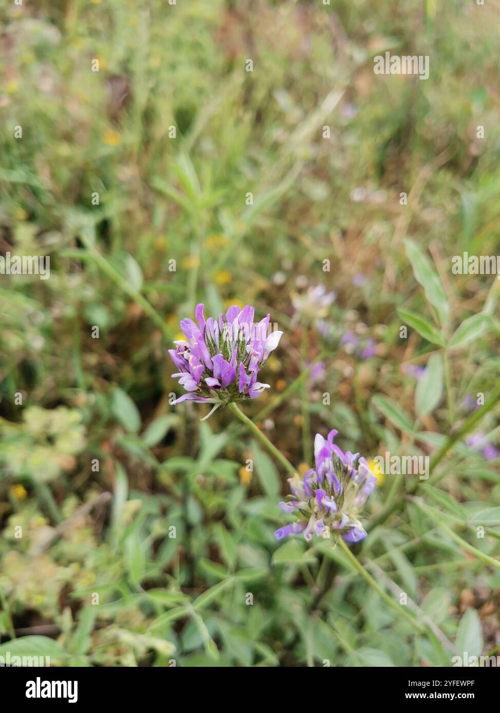 arabian pea (Bituminaria bituminosa Stock Photo - Alamy