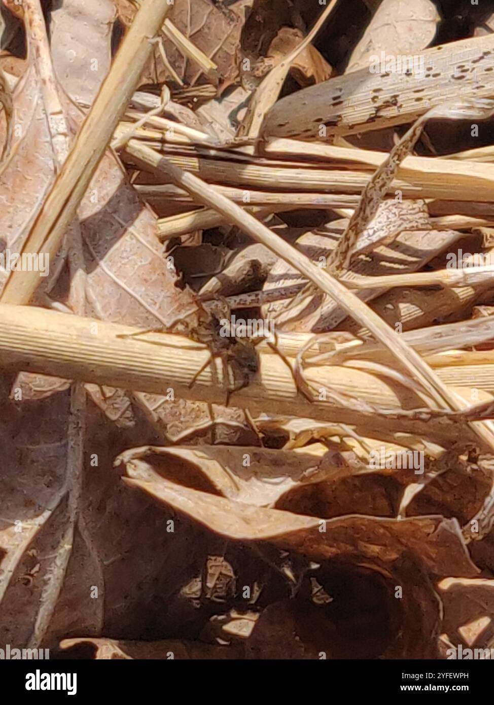 Thin-legged Wolf Spiders (Pardosa Stock Photo - Alamy