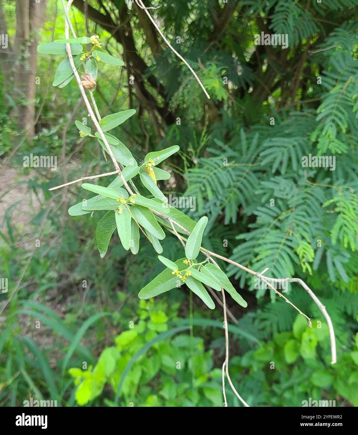 Mexican Snailseed (Nephroia diversifolia Stock Photo - Alamy
