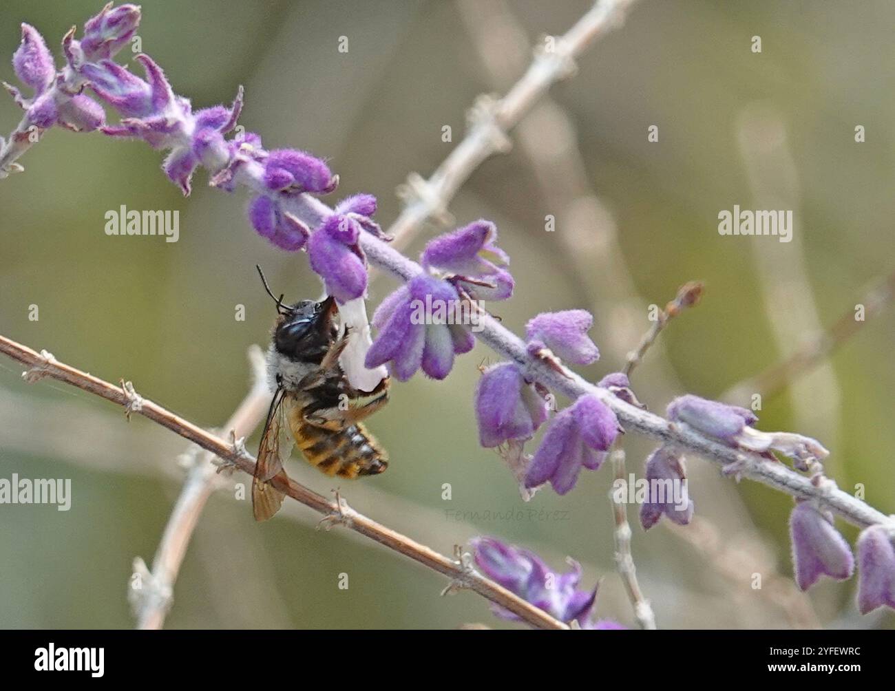 Aztec Horse-fly Carpenter (Xylocopa tabaniformis azteca Stock Photo - Alamy