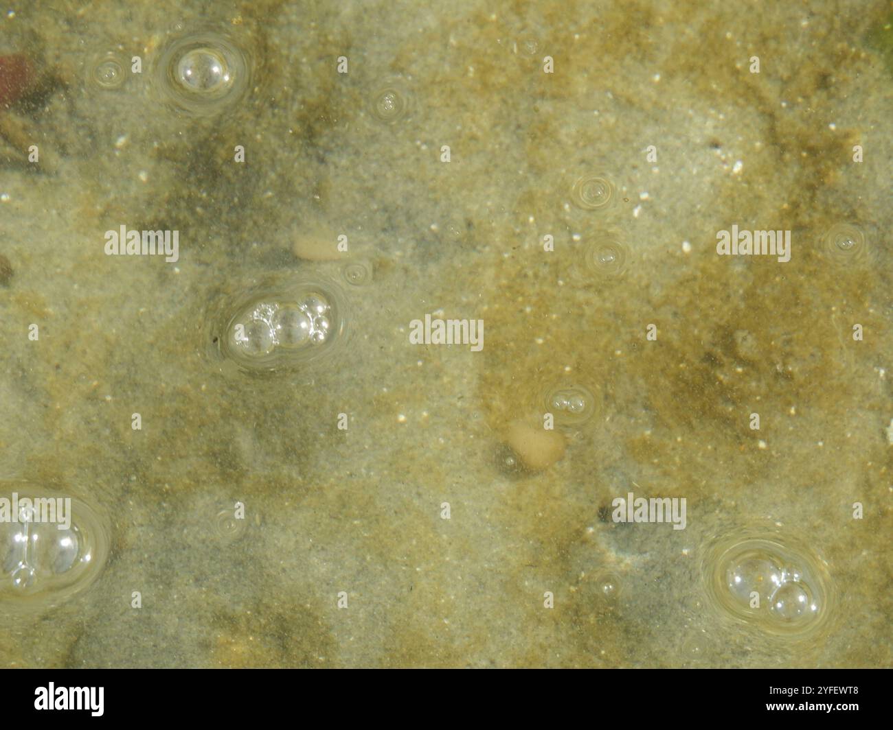 Albatross Aglaja (Melanochlamys diomedea Stock Photo - Alamy