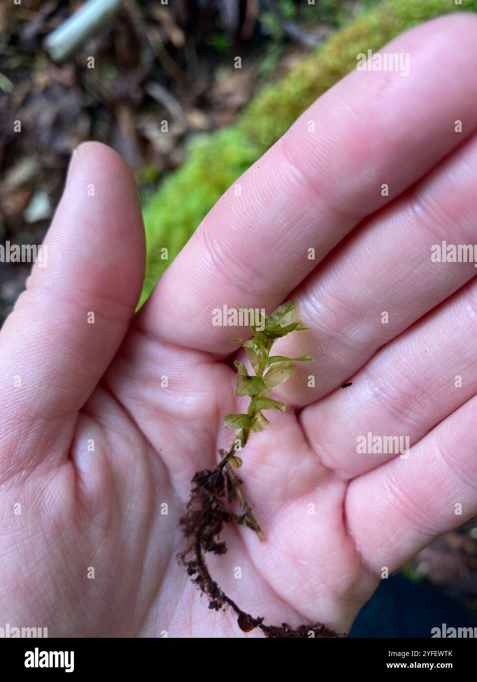 Thyme and Allied Mosses (Plagiomnium Stock Photo - Alamy