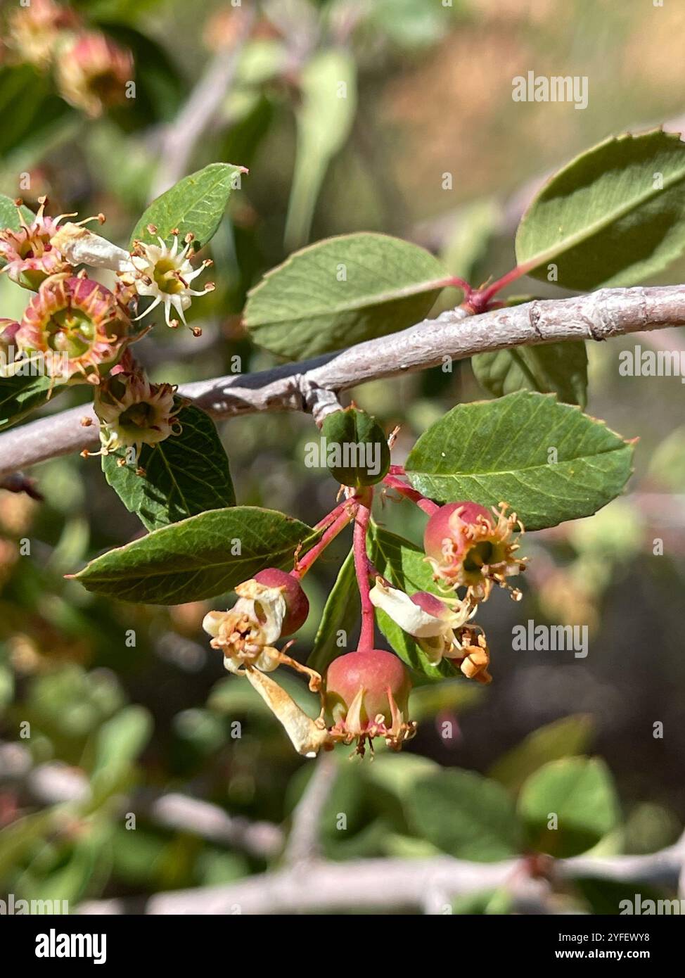 Utah Serviceberry (Amelanchier utahensis Stock Photo - Alamy