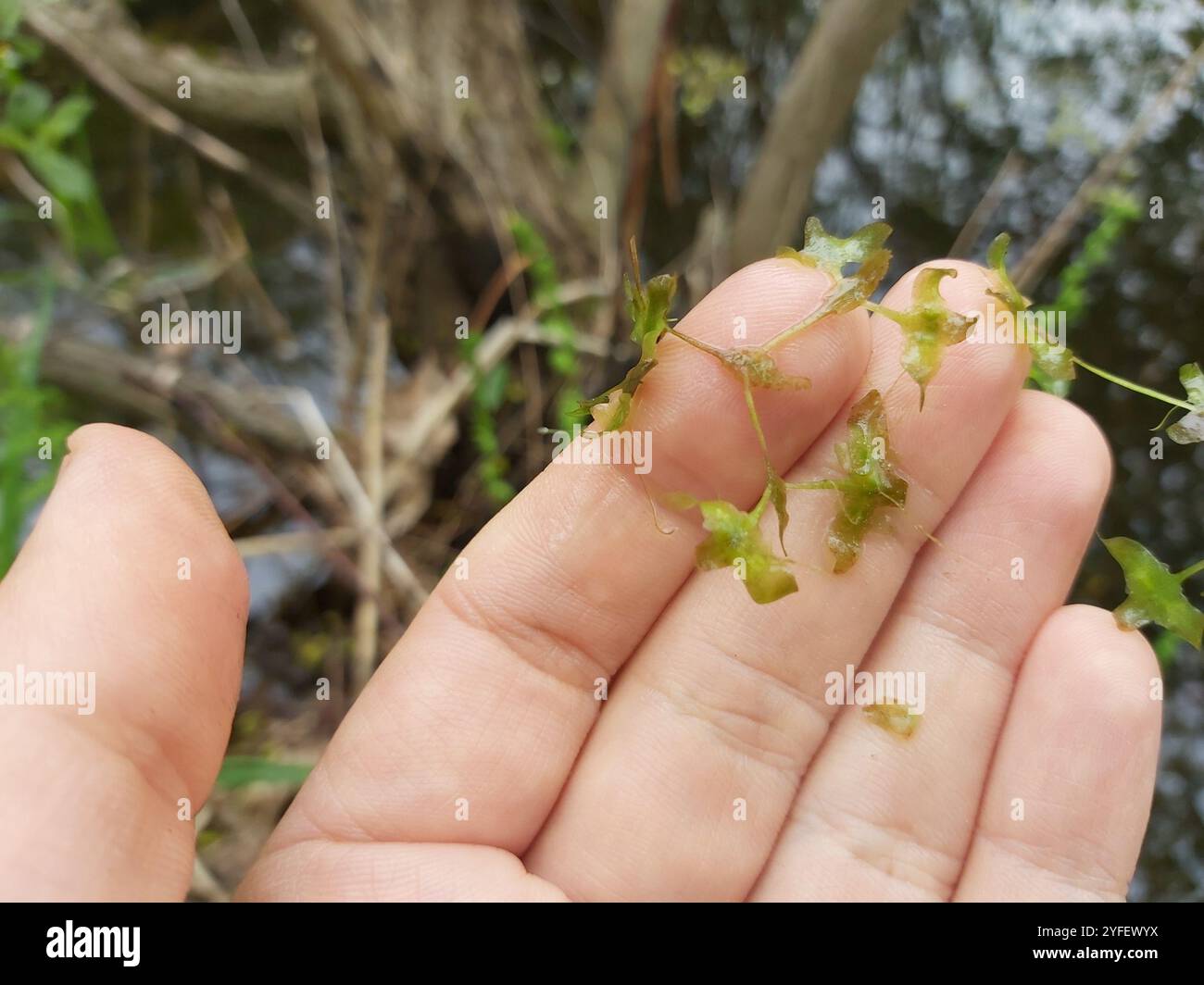 Ivy-leaved Duckweed (Lemna trisulca Stock Photo - Alamy