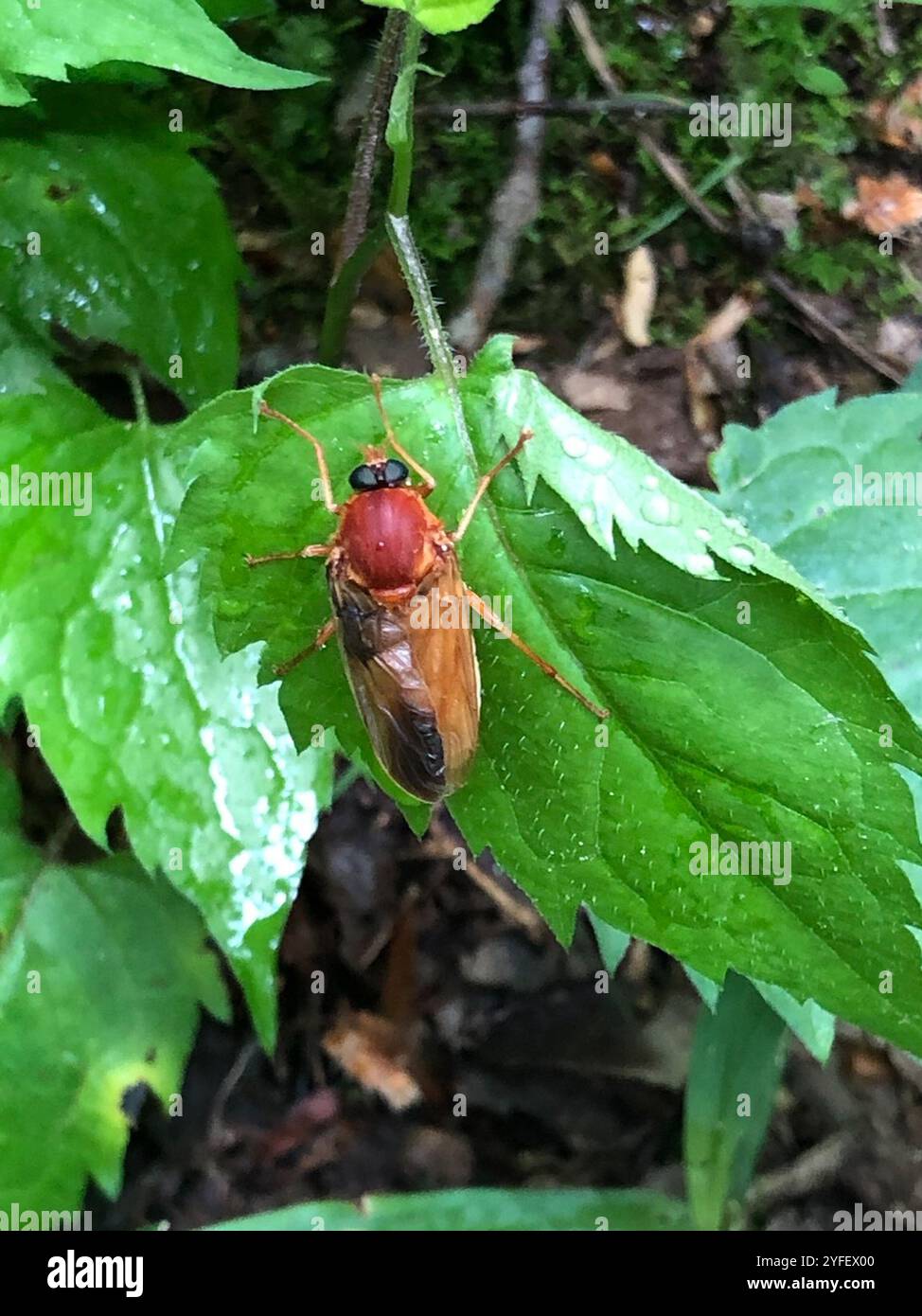 Stink Fly (Coenomyia ferruginea Stock Photo - Alamy