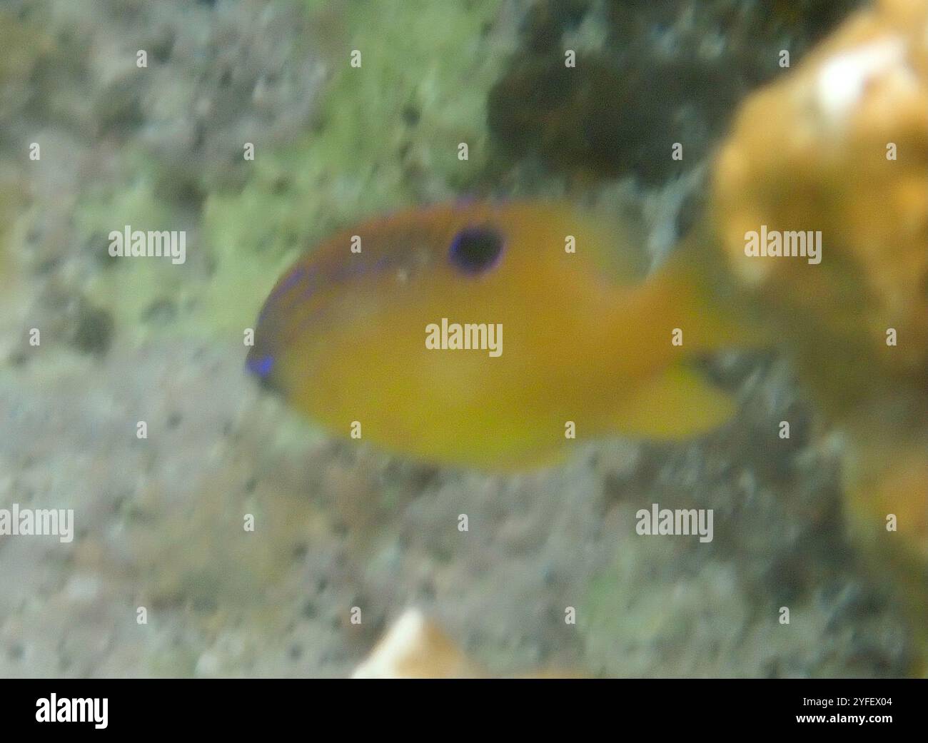 Longfin damselfish hi-res stock photography and images - Alamy