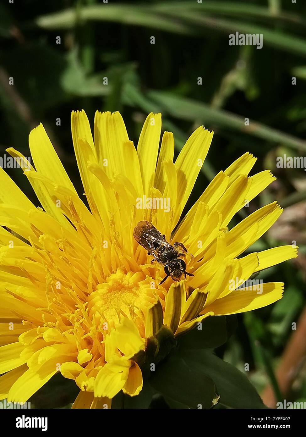 Mining Bees (Andrena Stock Photo - Alamy