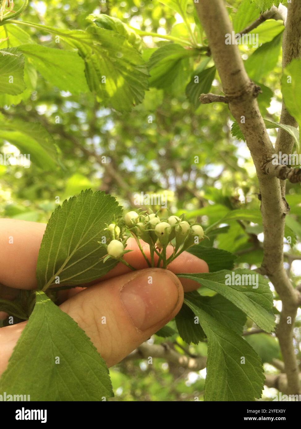 dotted hawthorn (Crataegus punctata Stock Photo - Alamy