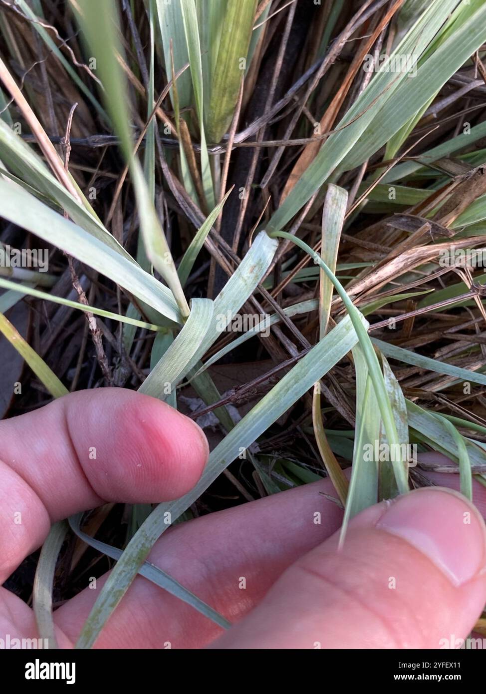 Elliott's lovegrass (Eragrostis elliottii Stock Photo - Alamy