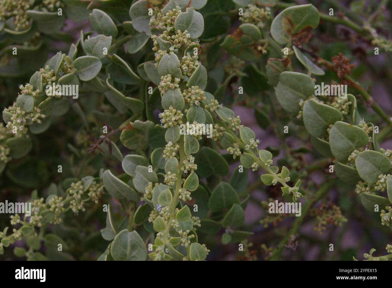 salt bush (Cryptocarpus pyriformis Stock Photo - Alamy