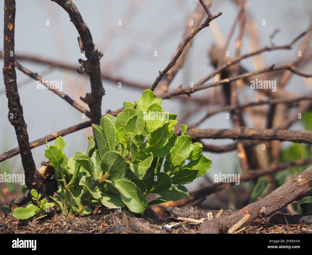 Indian marsh fleabane (Pluchea indica Stock Photo - Alamy