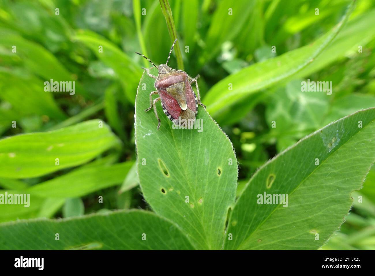 Sloe Bug (Dolycoris baccarum Stock Photo - Alamy