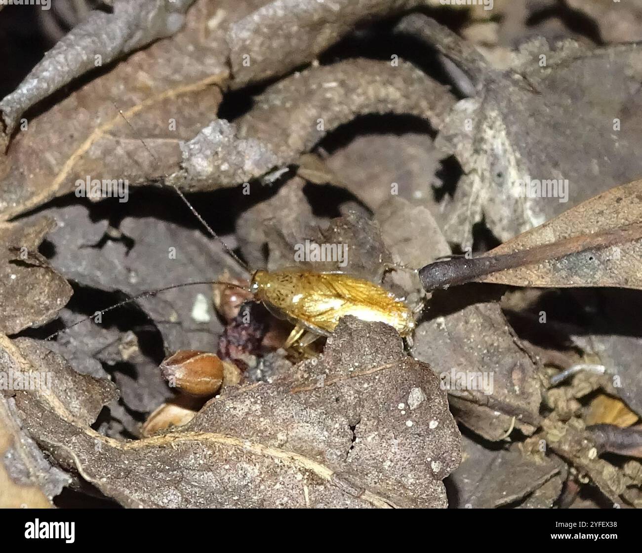 small yellow cockroach (Cariblatta lutea Stock Photo - Alamy