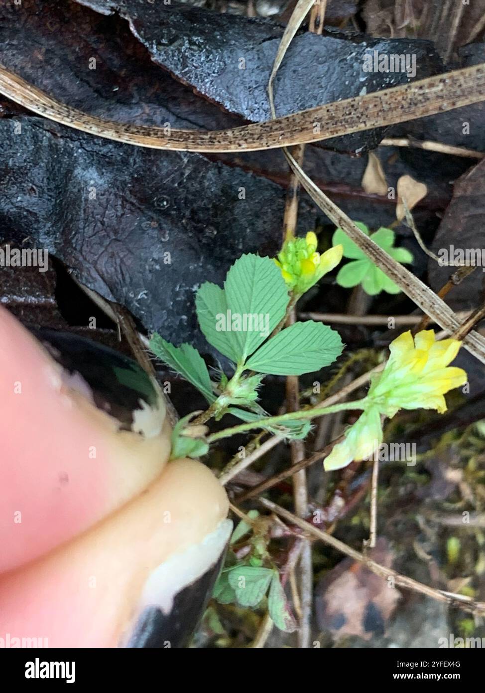 Lesser hop trefoil (Trifolium dubium Stock Photo - Alamy